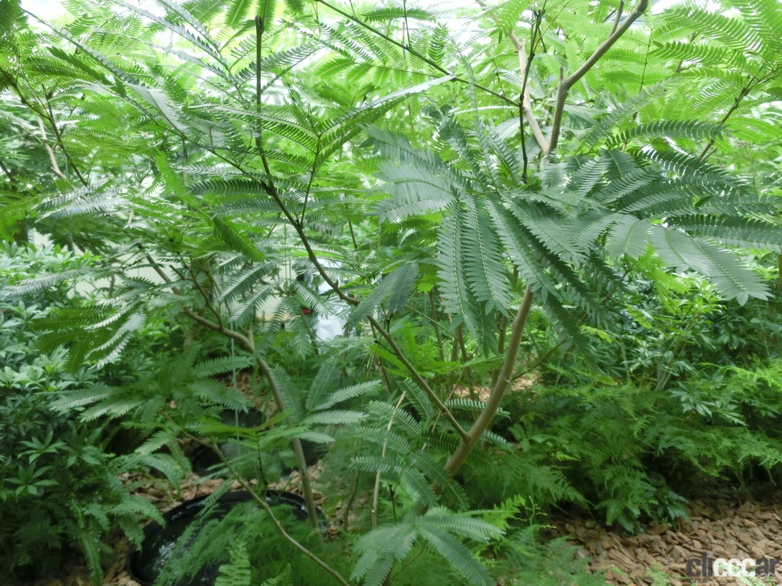 clicccar_Toyota_Genki_Kukan5 画像｜トヨタ社内のジャングルが未来の名車を生み出すか。トヨタが「人を元気にする空間」を研究中 | clicccar.com